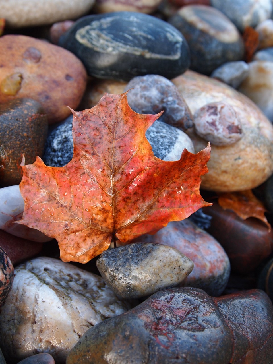 Top 5 Spots for Fall Color Viewing – Explore Michigan